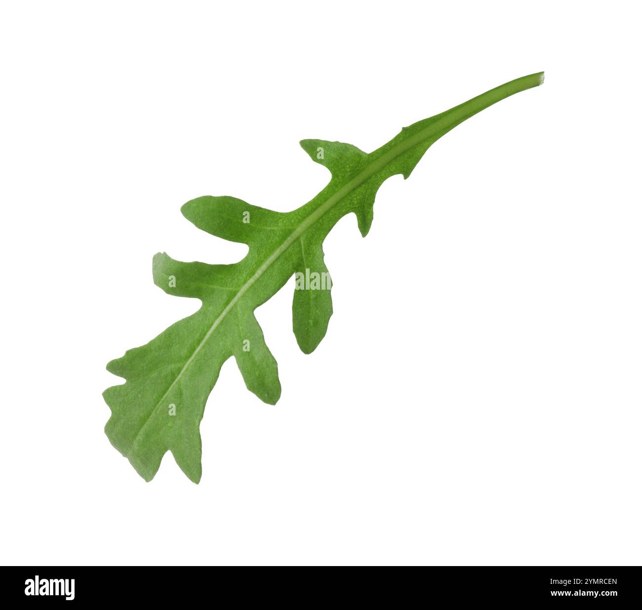 One fresh arugula leaf isolated on white Stock Photo - Alamy