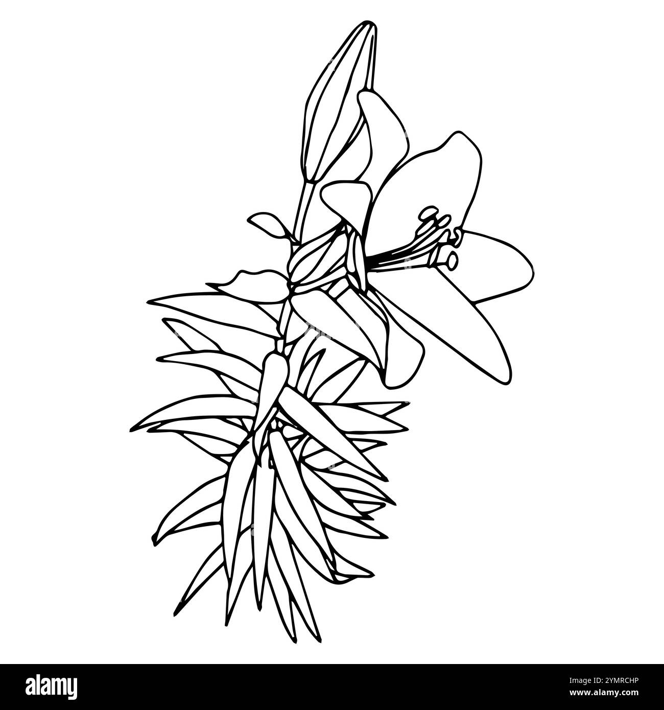 Lily flower in doodle style. Vector illustration isolated on white ...