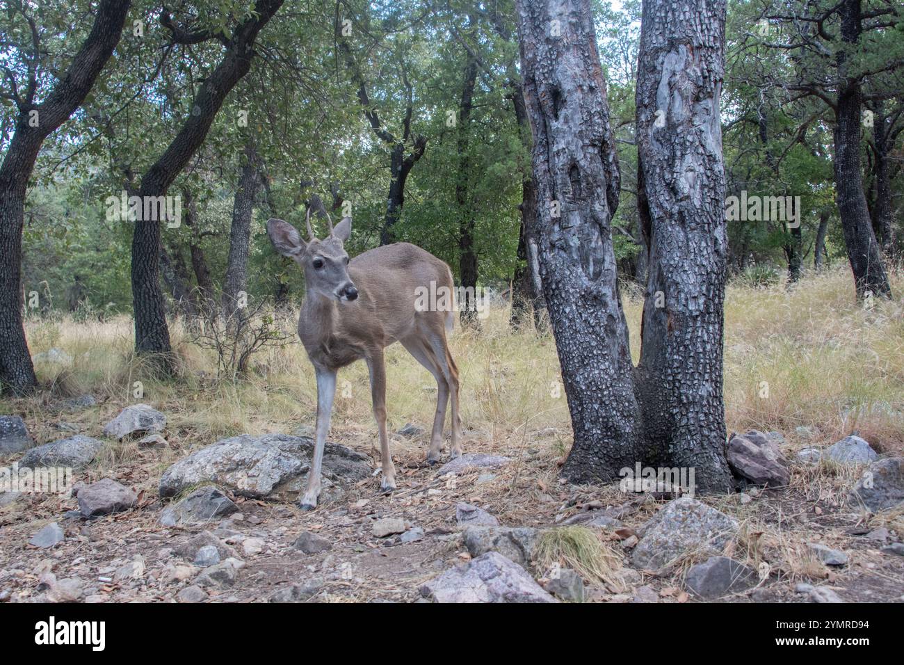 Coues White-tailed Deer (Odocoileus virginianus couesi Stock Photo - Alamy