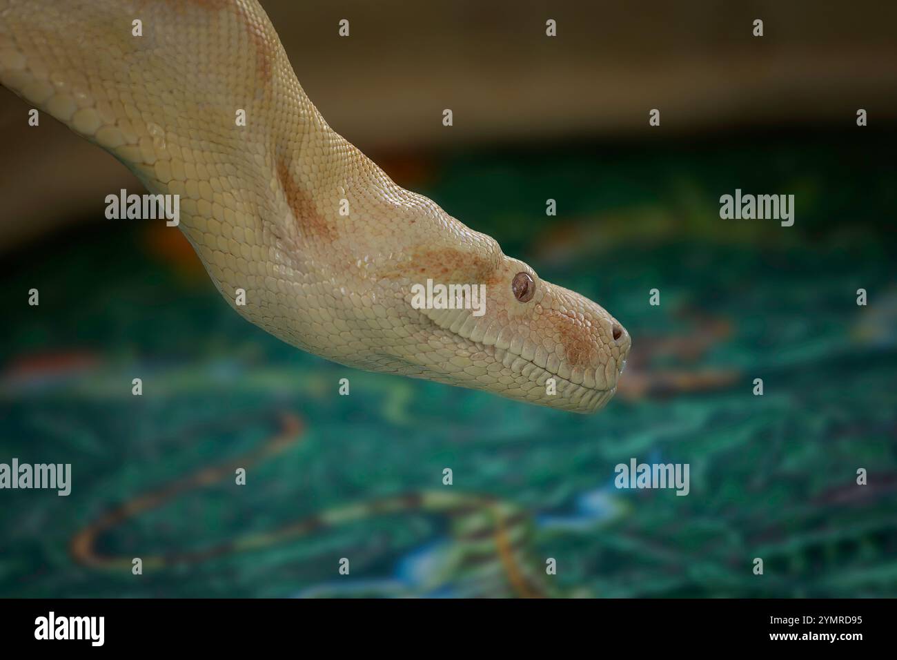 Closeup Head Shot of an Albino Boa Constrictor Stock Photo - Alamy