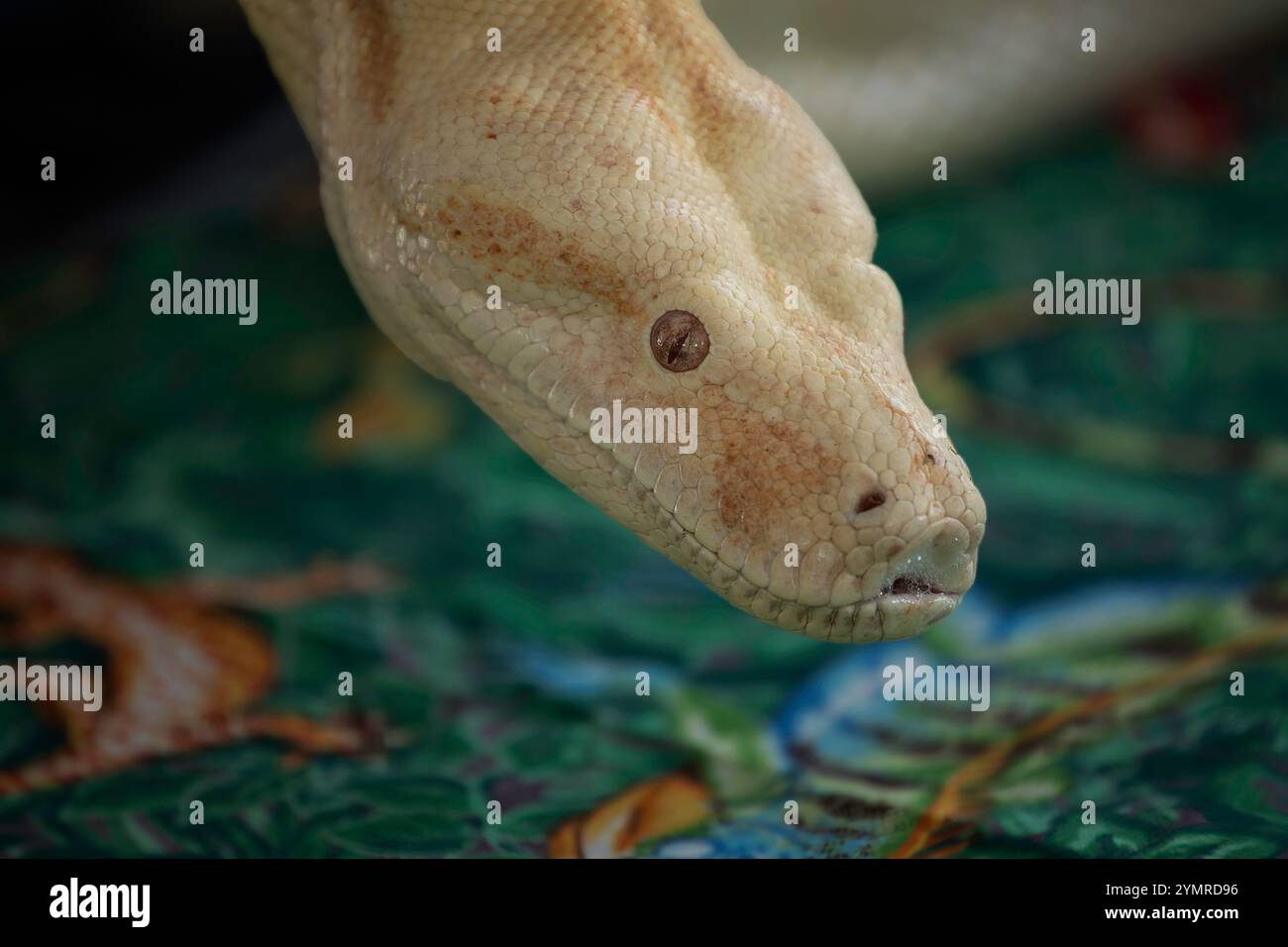 Closeup Head Shot of an Albino Boa Constrictor Stock Photo - Alamy