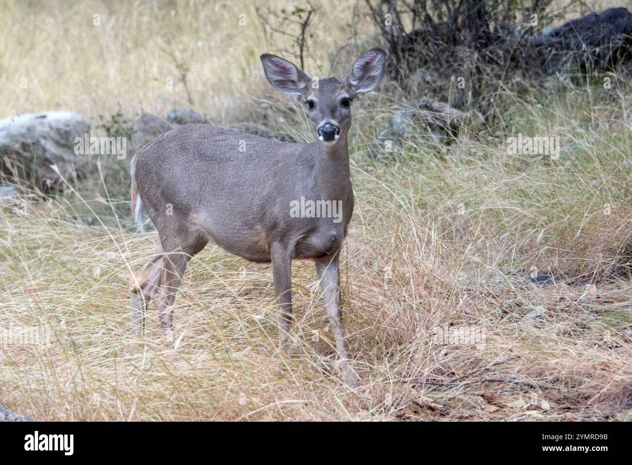Coues White-tailed Deer (Odocoileus virginianus couesi Stock Photo - Alamy