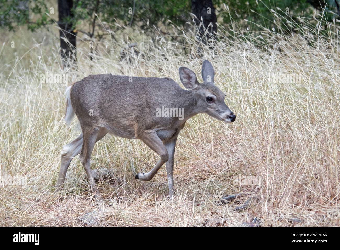 Coues White-tailed Deer (Odocoileus virginianus couesi Stock Photo - Alamy