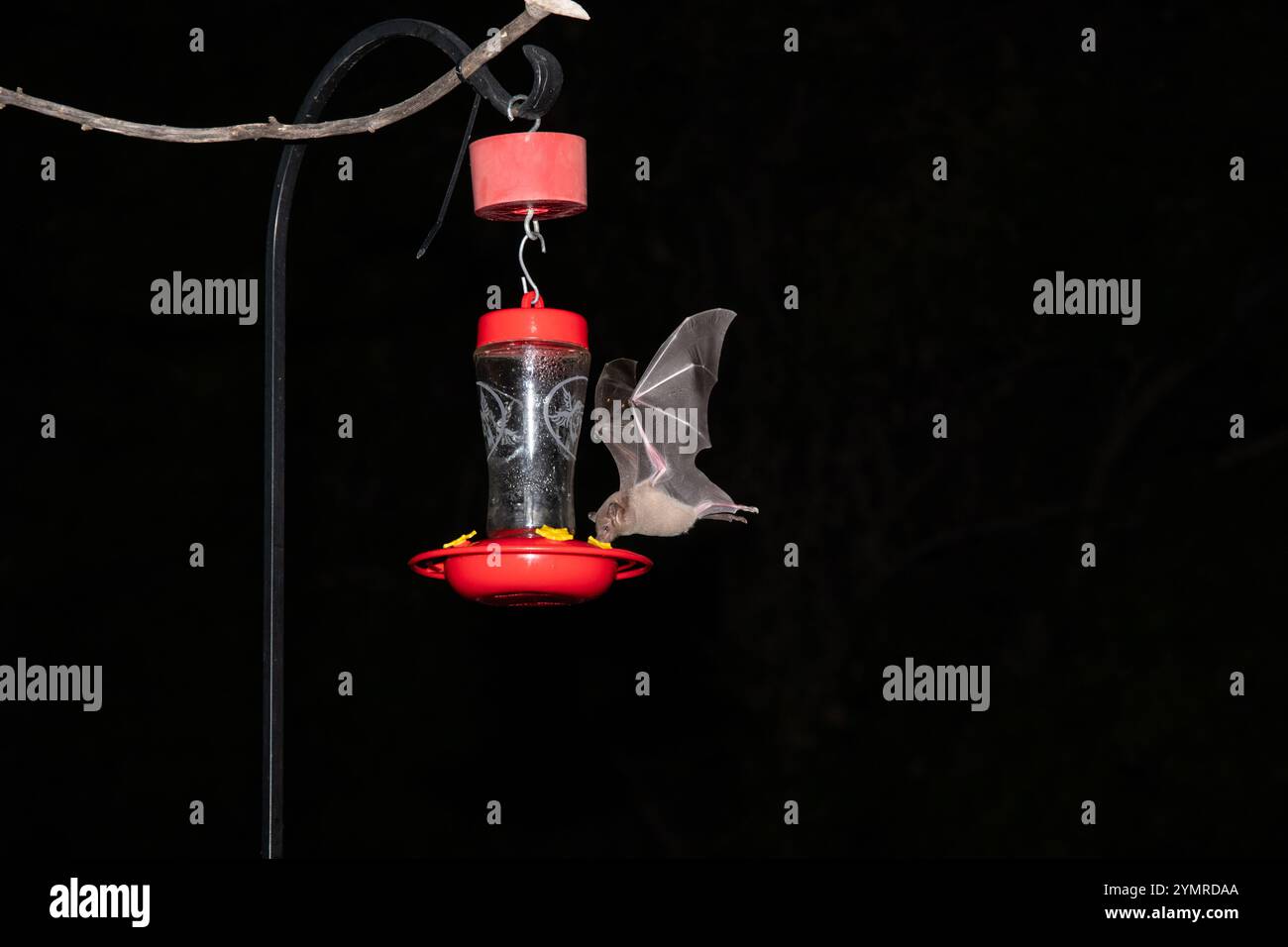 Lesser Long-nosed Bat (Leptonycteris curasaoae yerbabuenae) vs. Mexican ...