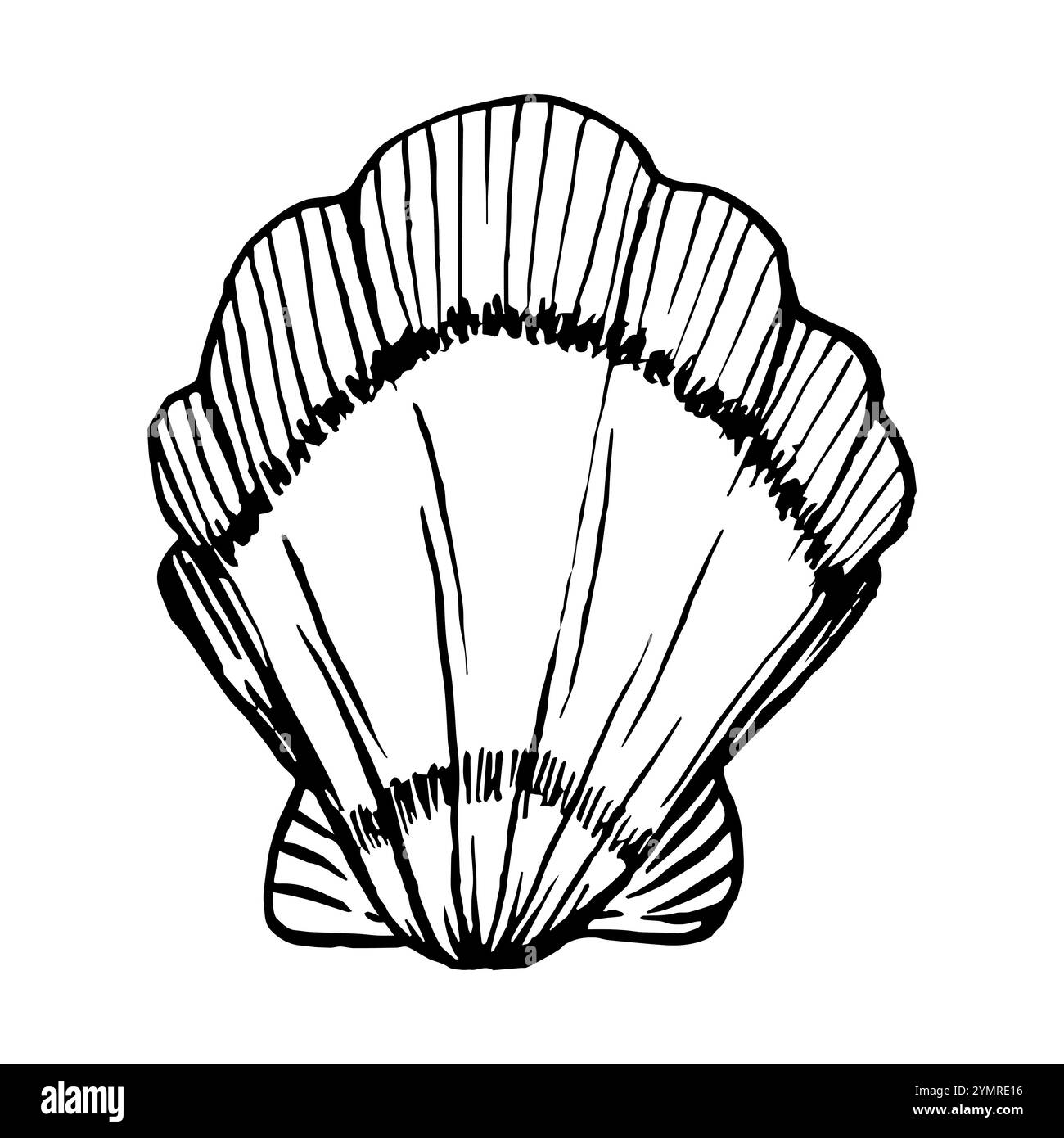 Line Art Illustration of Shell. Vector Seashells in Black and White ...