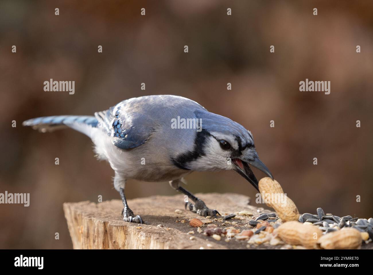 Blue jay feathers close up hi-res stock photography and images - Alamy