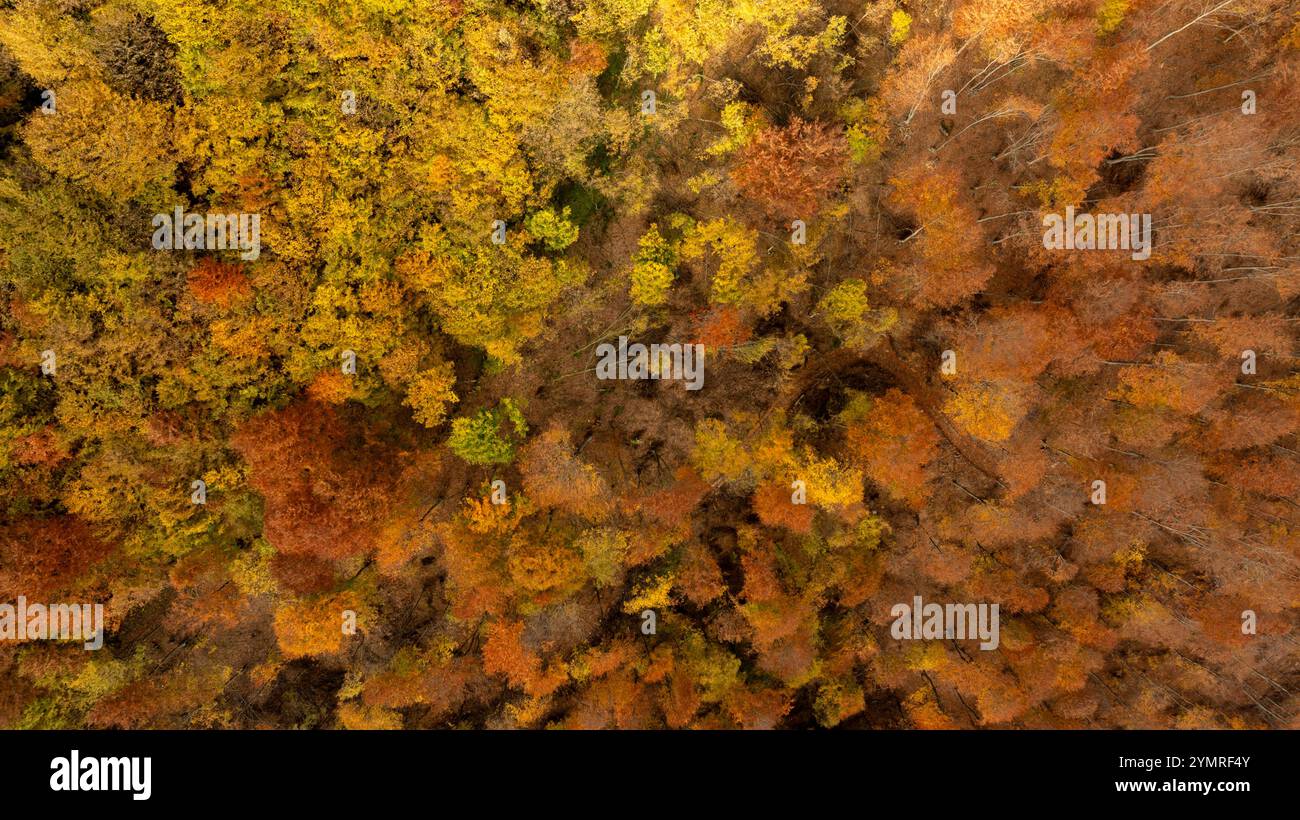 Colourful autumn forest form above, captured with a drone. Natural ...