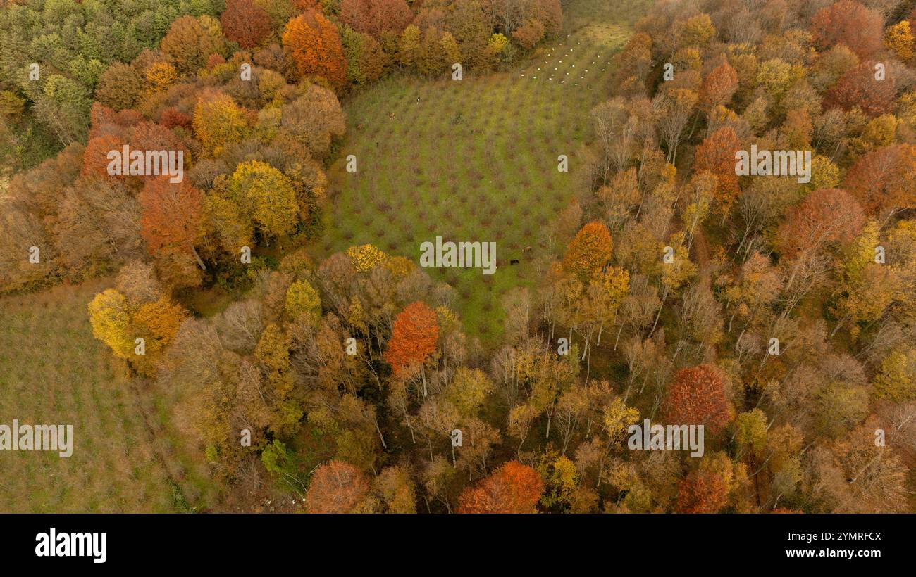 Drone flight over colourful forest hi-res stock photography and images ...