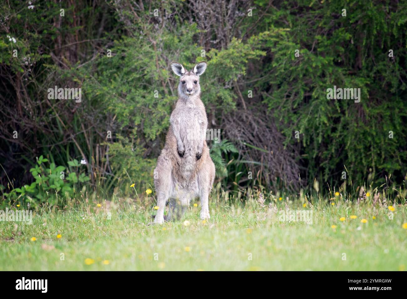 Single kangaroo looking at camera on green grass field, Australian ...