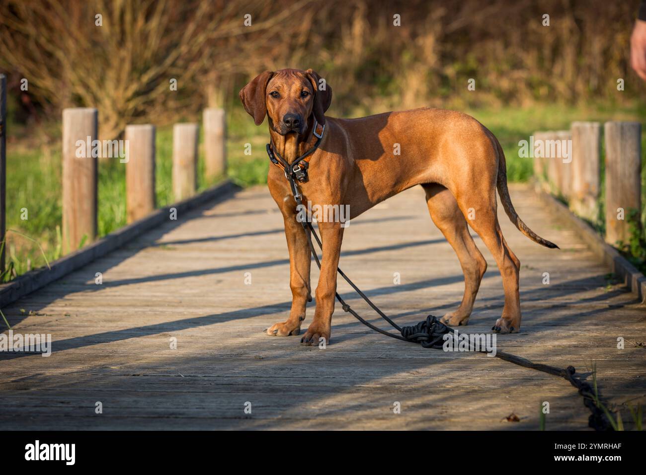 Rhodesian Ridgeback puppy, 5 month female portrait. Portrait of a ...