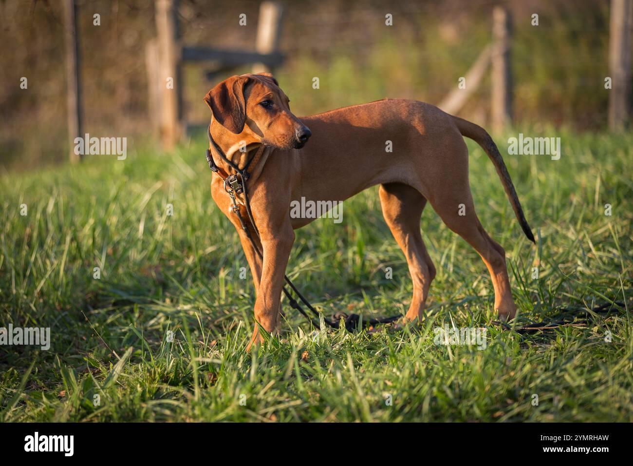 Rhodesian Ridgeback puppy, 5 month female portrait. Portrait of a ...