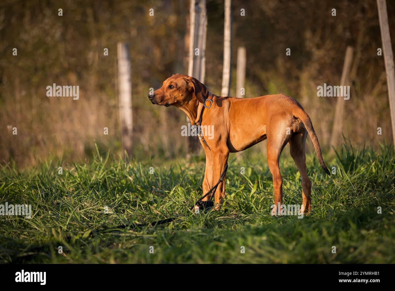 Rhodesian Ridgeback puppy, 5 month female portrait. Portrait of a ...