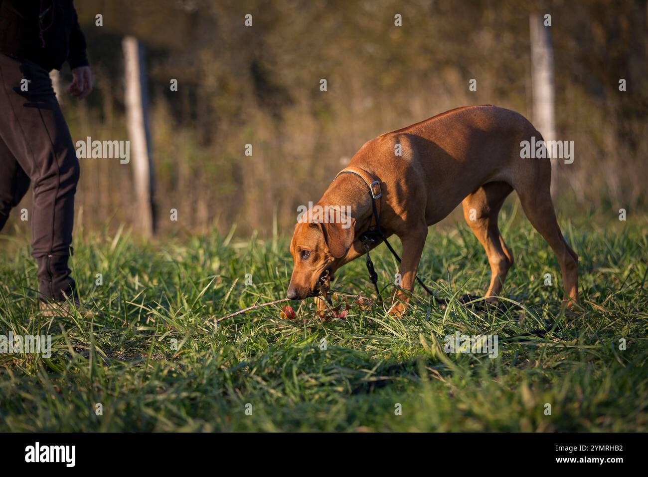 Rhodesian Ridgeback puppy, 5 month female portrait. Portrait of a ...