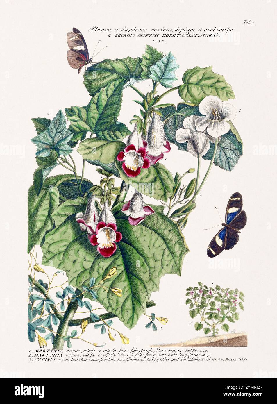 Antique botanical illustration by Georg Dionysius Ehret, 1748. Features ...