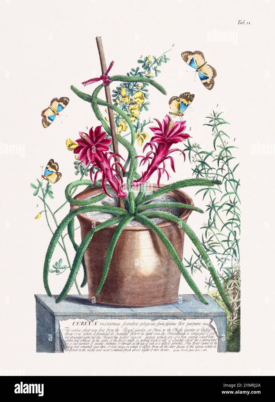 Antique botanical illustration by Georg Dionysius Ehret, 1748. Features ...