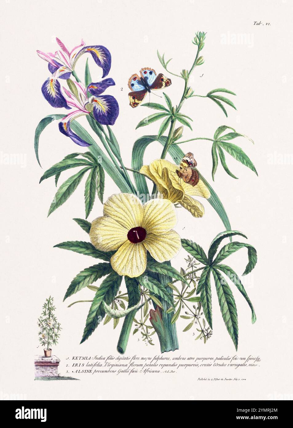 Antique botanical illustration by Georg Dionysius Ehret, 1748. Features ...
