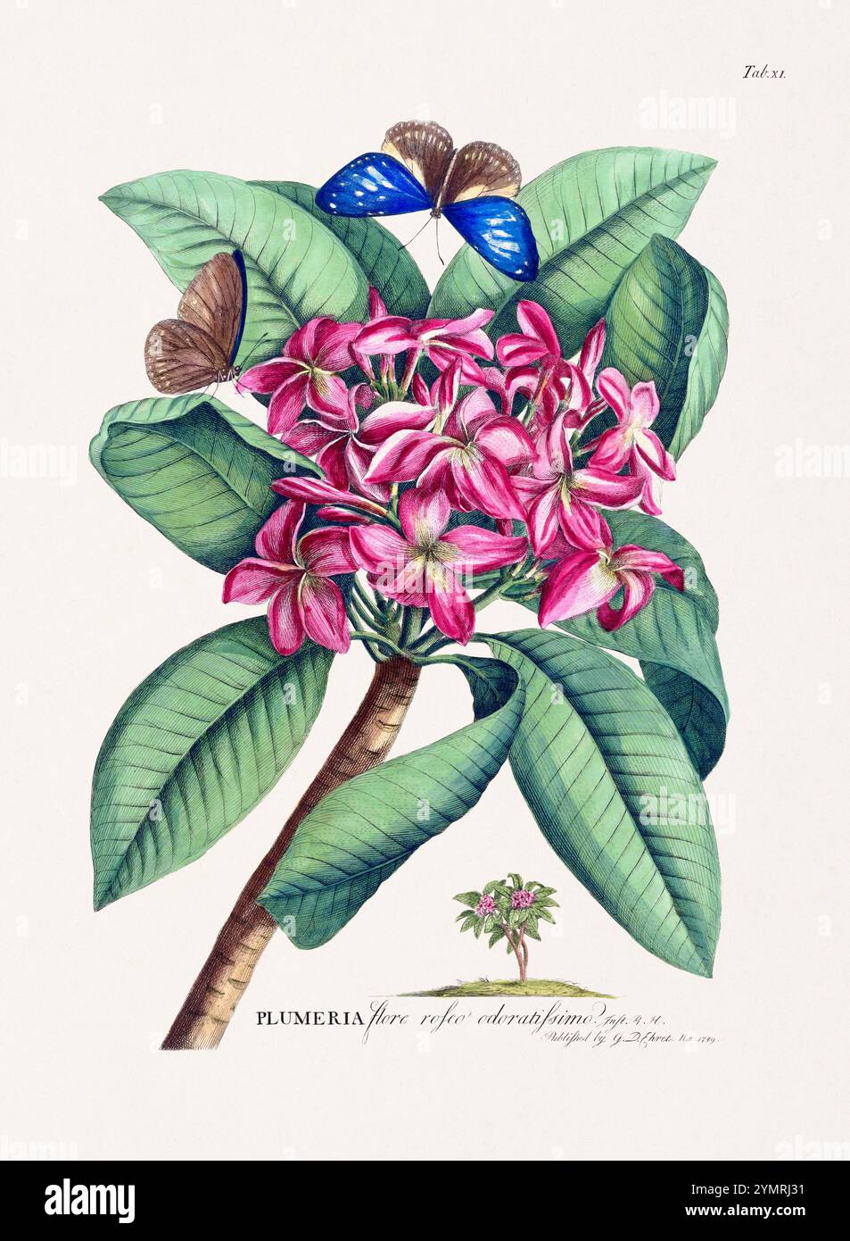 Antique botanical illustration by Georg Dionysius Ehret, 1748. Features ...