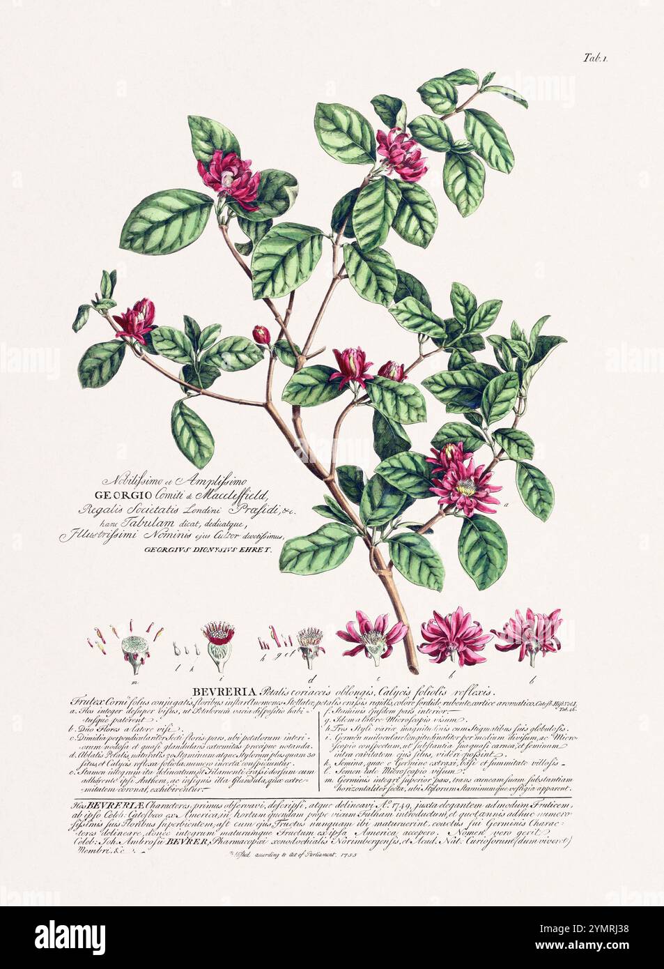 Antique botanical illustration by Georg Dionysius Ehret, 1748 ...