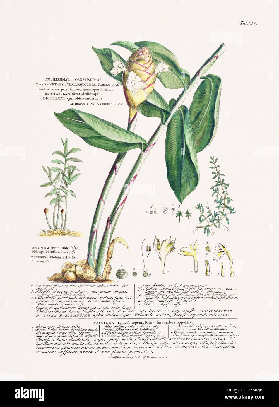 18th century botanical art hi-res stock photography and images - Alamy