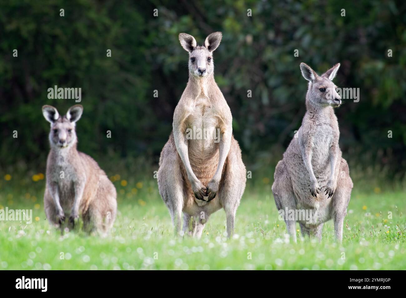 Three Kangaroos on green grass field, Australian native wildlife fauna ...