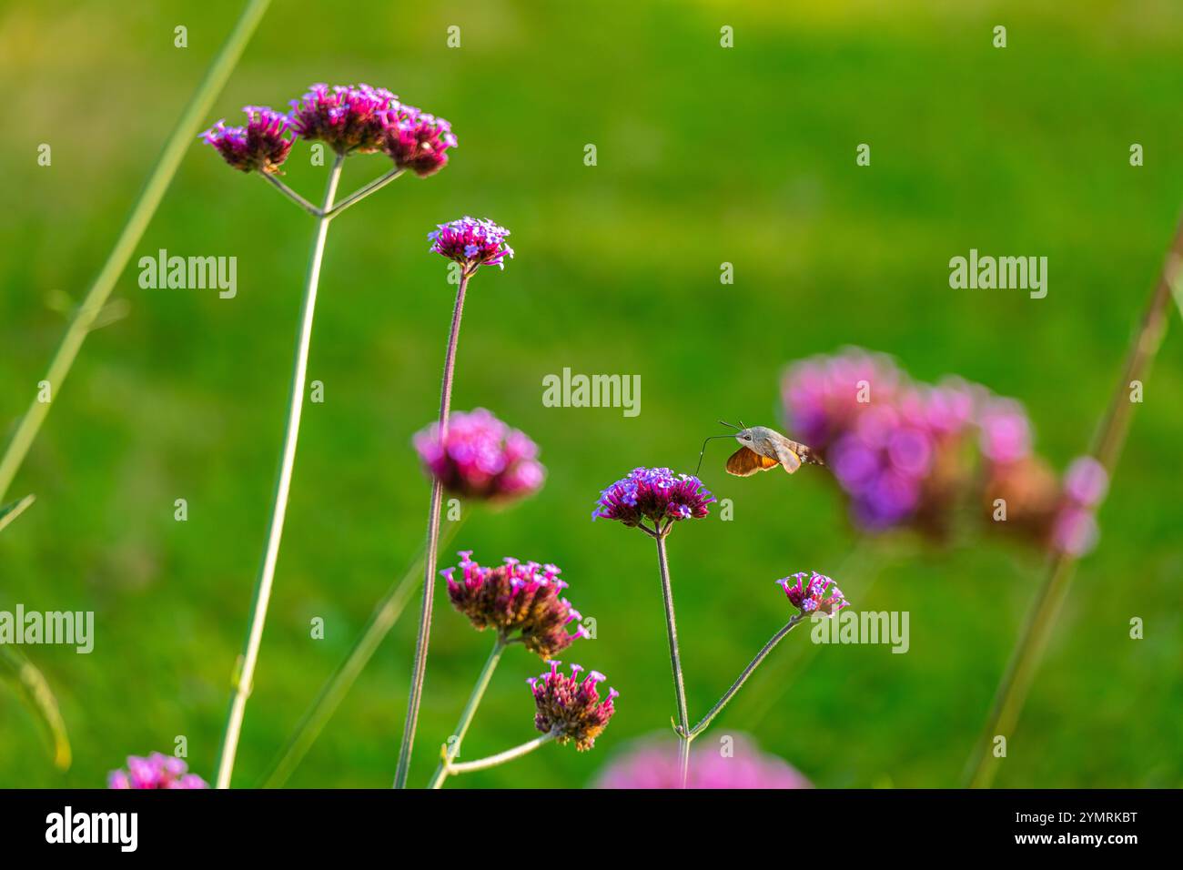The hummingbird hawk-moth (Macroglossum stellatarum) hovers gracefully ...