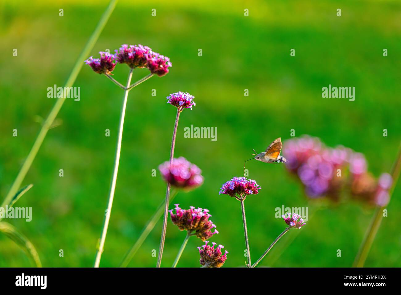 The hummingbird hawk-moth (Macroglossum stellatarum) hovers gracefully ...