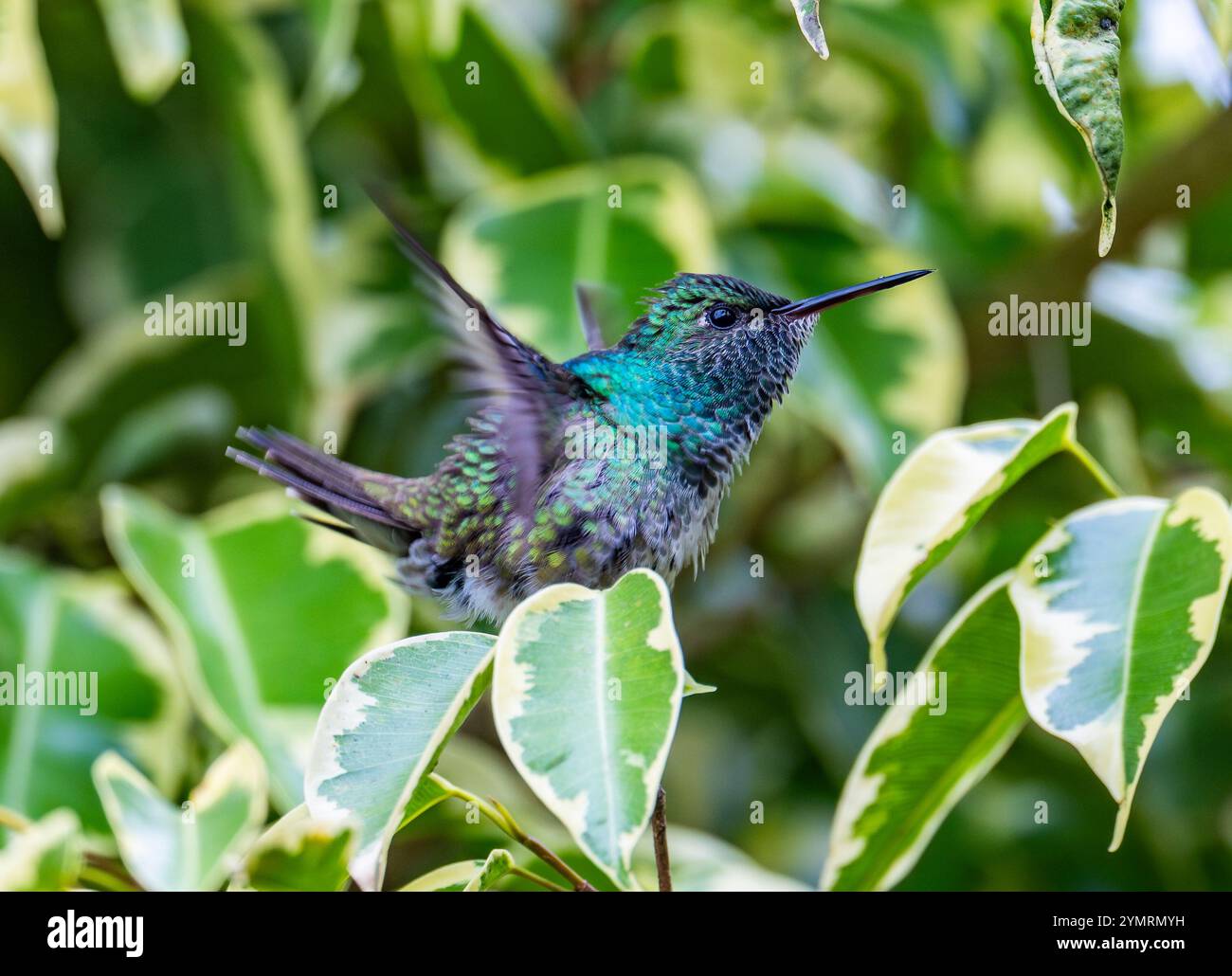 Chionomesa lactea hi-res stock photography and images - Alamy