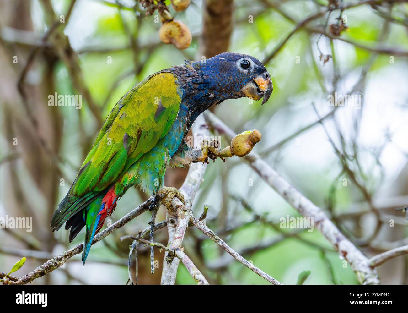 A Blue-headed Parrot (Pionus menstruus) feeding on fruit in a tree ...