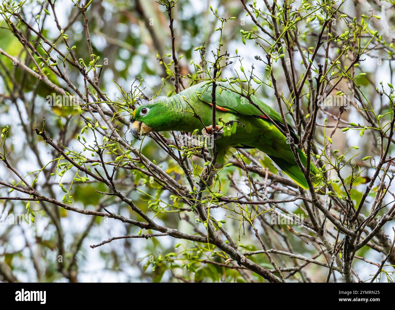 A Mealy Amazon parrot (Amazona farinosa) foraging on a tree. Espírito ...