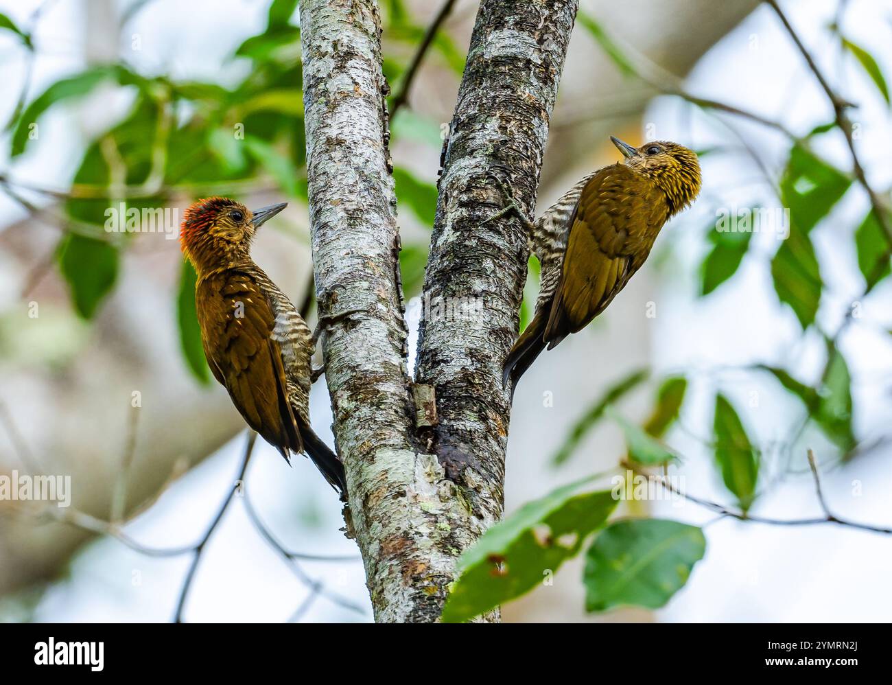 A pair Red-stained Woodpeckers (Dryobates affinis) foraging on a tree ...