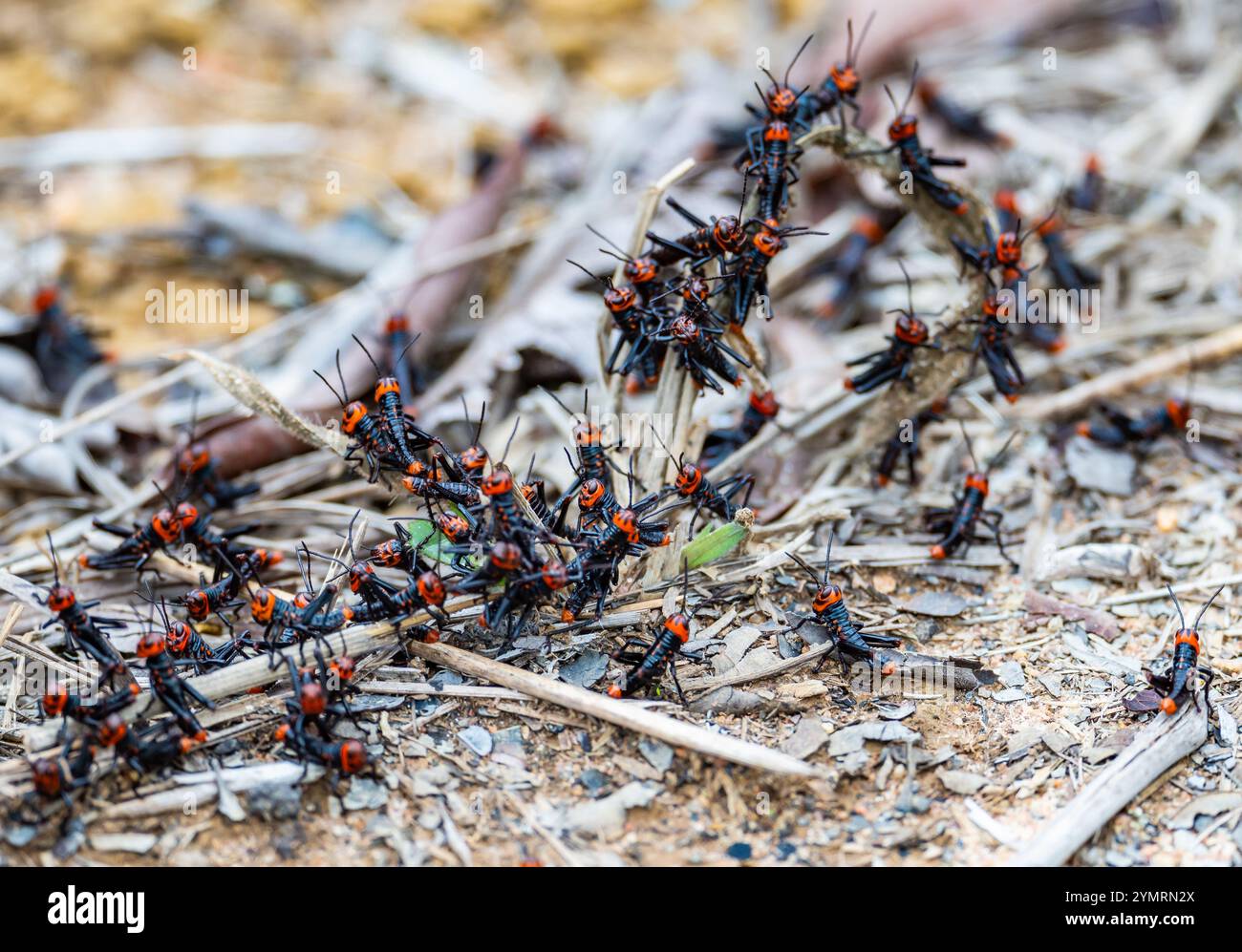 A swarm Violet-winged Grasshoppers (Tropidacris collaris) nymph moving ...