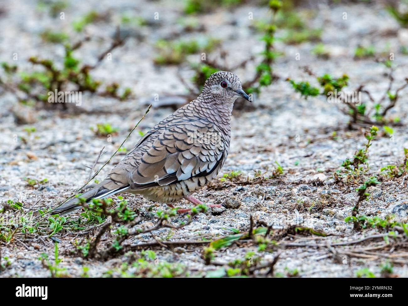 A Scaled Dove (Columbina squammata) foraging on ground. Espírito Santo ...