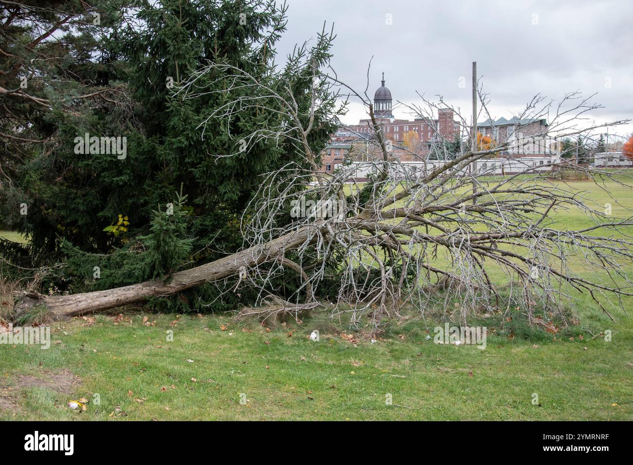 Wind blown tree hi-res stock photography and images - Alamy