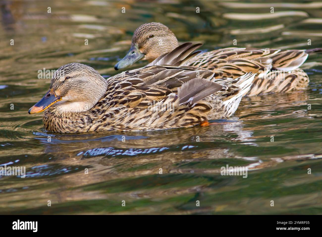 Mallard duck with the scientific name of (Anas platyrhynchos). Two ...