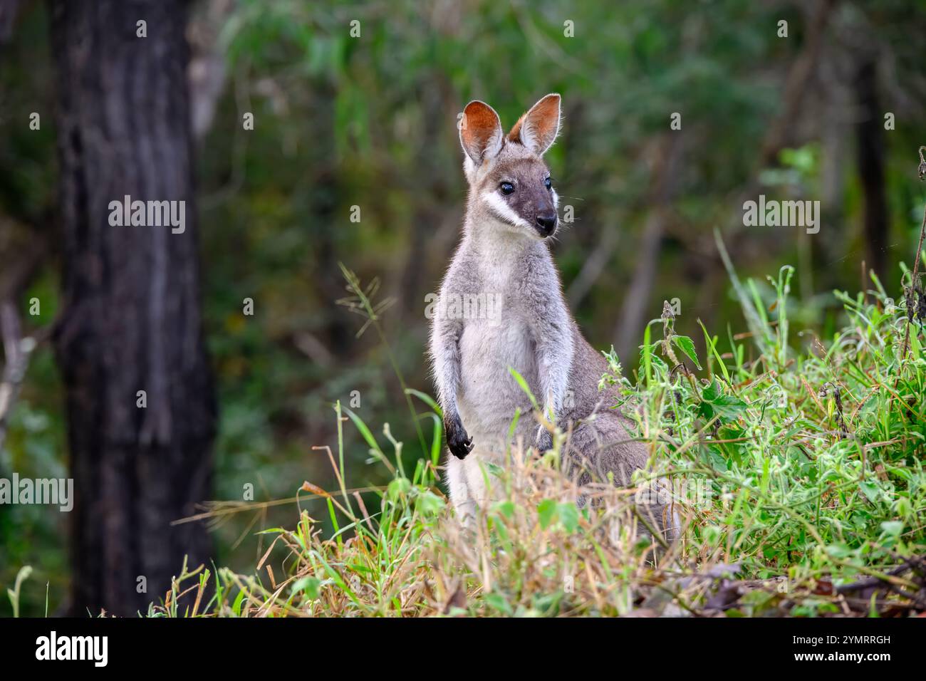 Whiptail wallaby, Notamacropus parryi, pretty-faced australian native ...