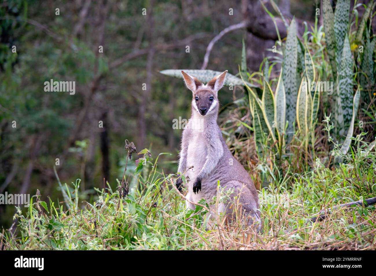 Whiptail wallaby, Notamacropus parryi, pretty-faced australian native ...