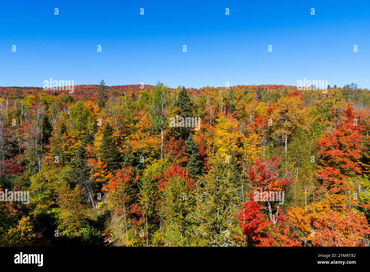 Colorful autumn trees; Lutsen Mountain, Lutsen, Minnesota, USA Stock ...