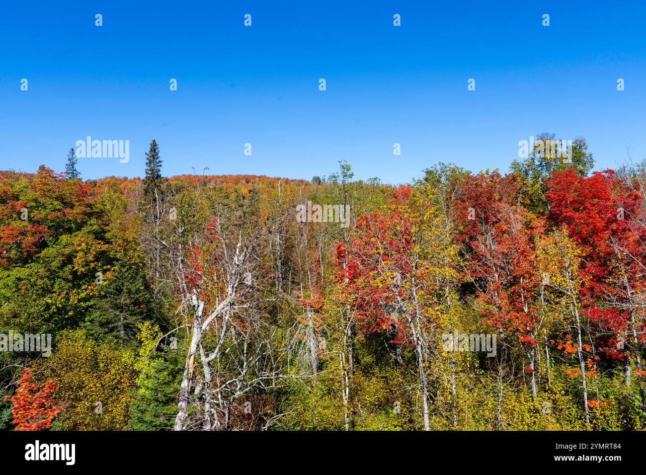 Colorful autumn trees; Lutsen Mountain, Lutsen, Minnesota, USA Stock ...