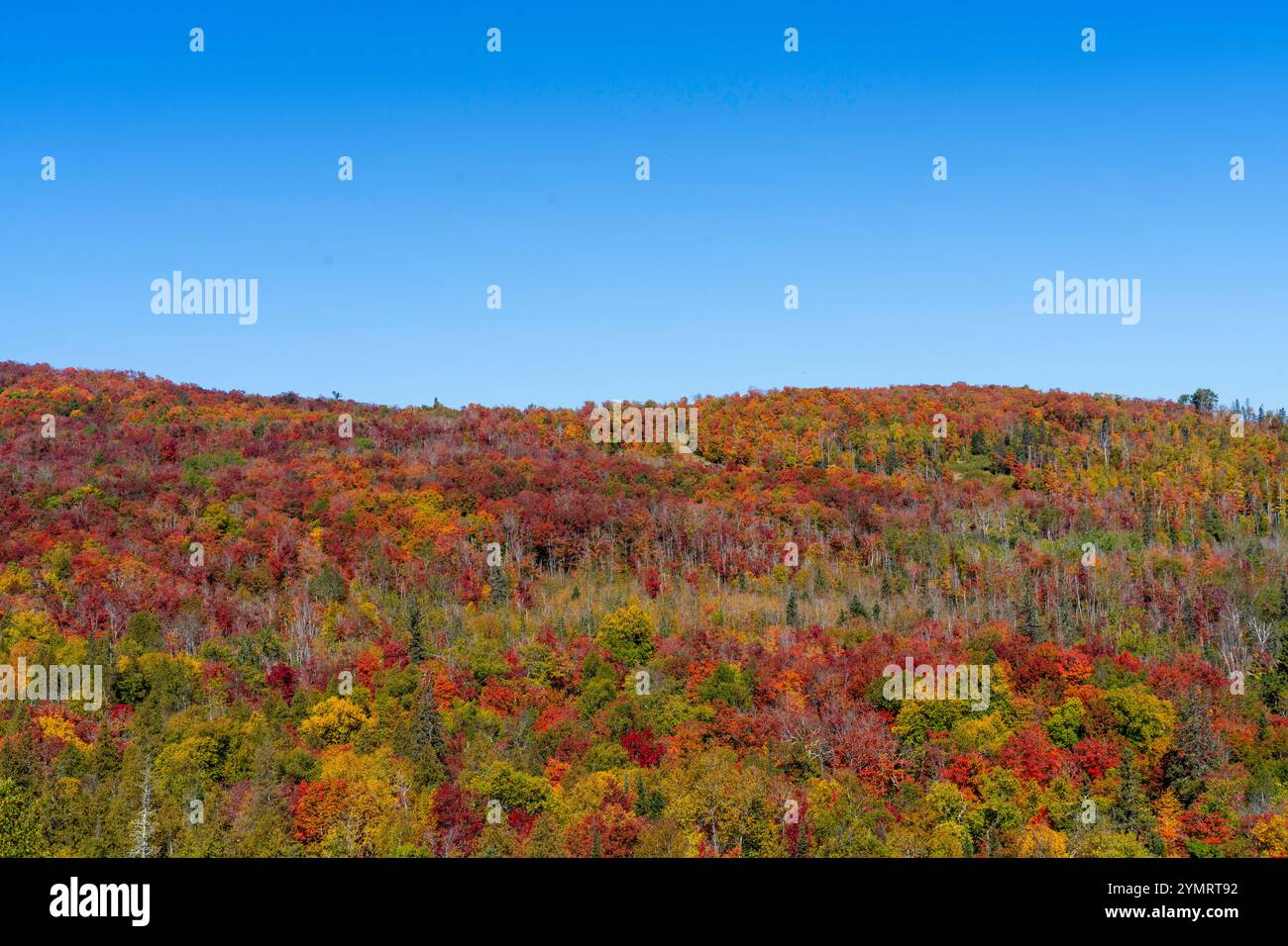 Colorful autumn trees; Lutsen Mountain, Lutsen, Minnesota, USA Stock ...