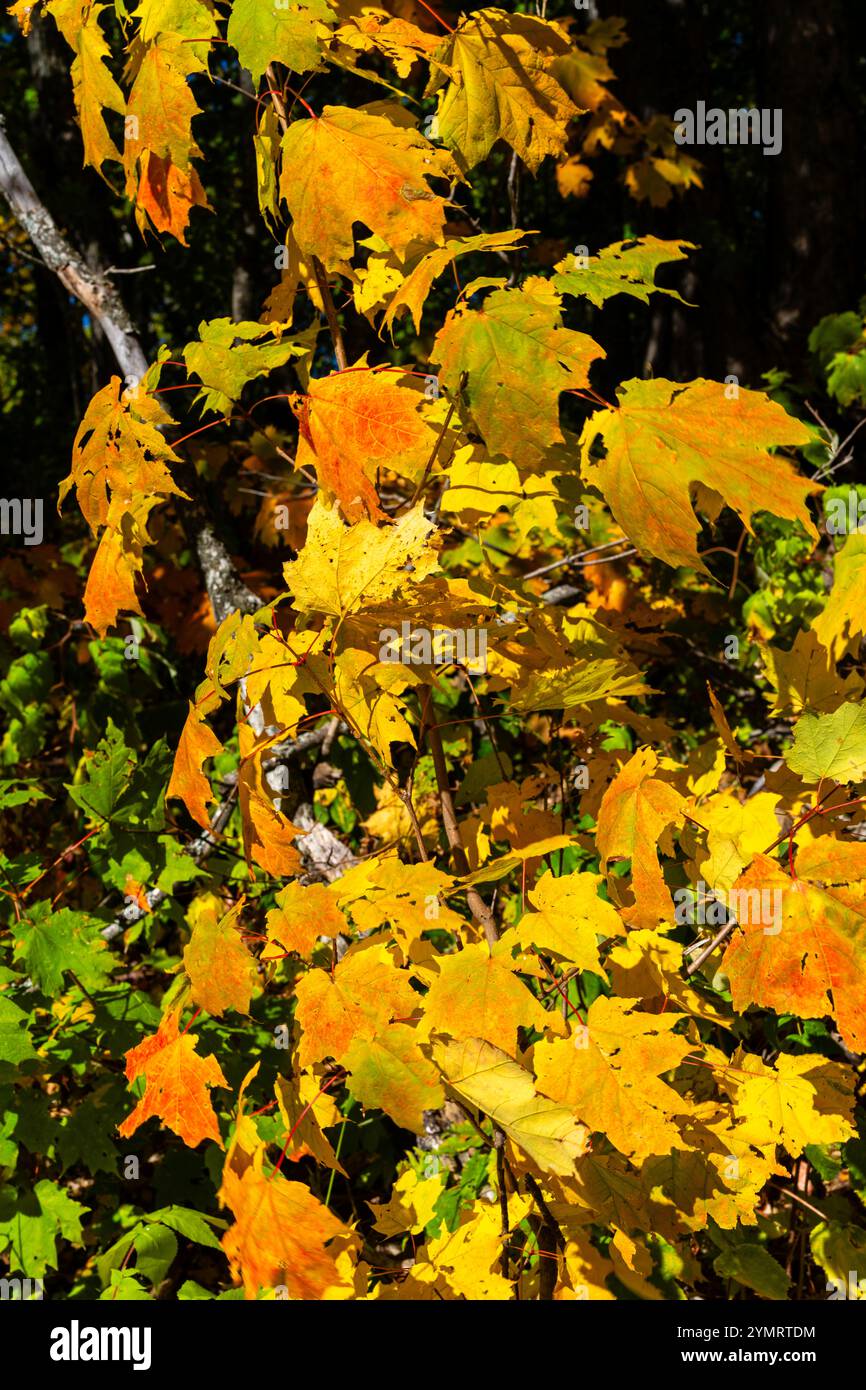 Colorful autumn trees; Lutsen Mountain, Lutsen, Minnesota, USA Stock ...