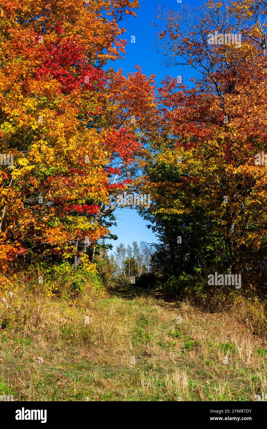 Colorful autumn trees; Lutsen Mountain, Lutsen, Minnesota, USA Stock ...