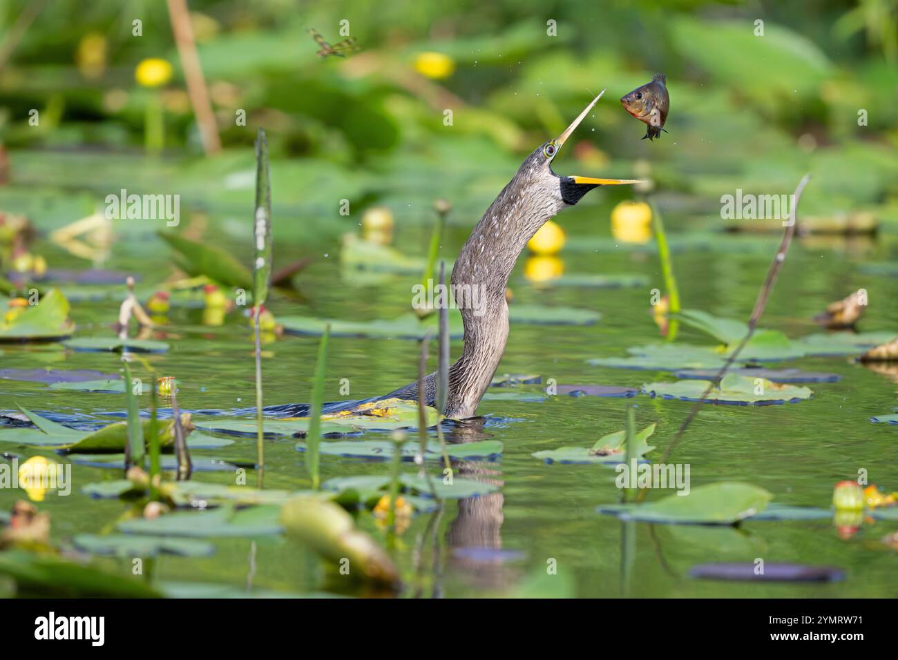A female Anhinga (Anhinga anhinga) captures a Bluegill (Lepomis ...