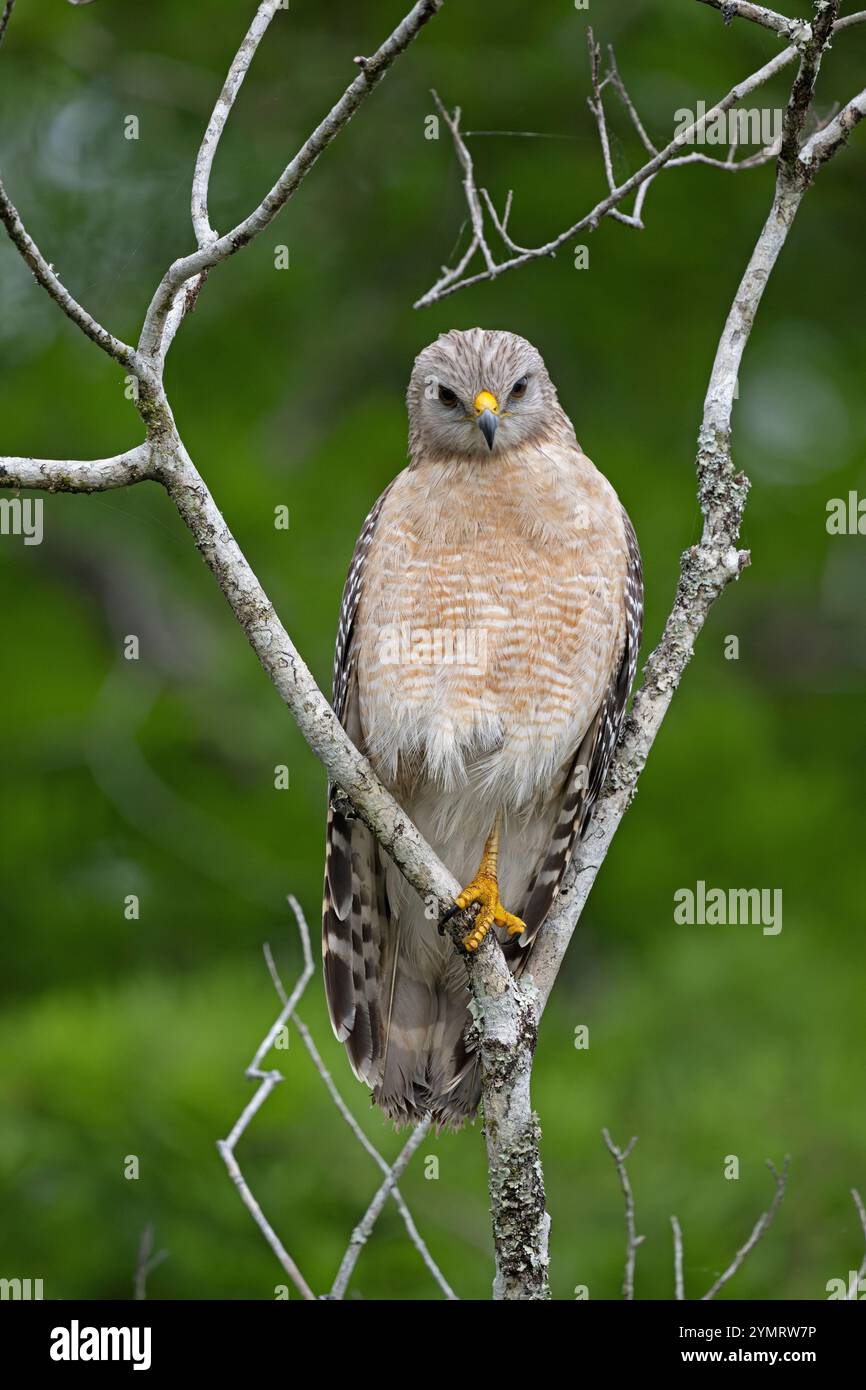 Red-shouldered Hawk (Buteo lineatus). March in the Corkscrew Regional ...