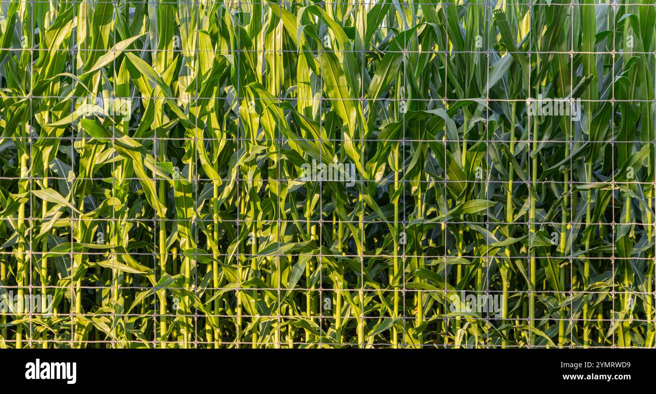 Corn stalks fence hi-res stock photography and images - Alamy