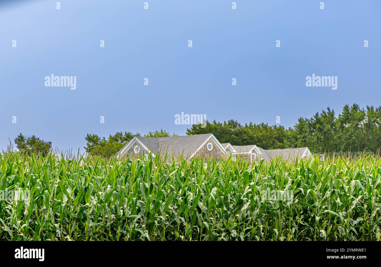 the top of an estate barely visible from a large field of corn Stock ...