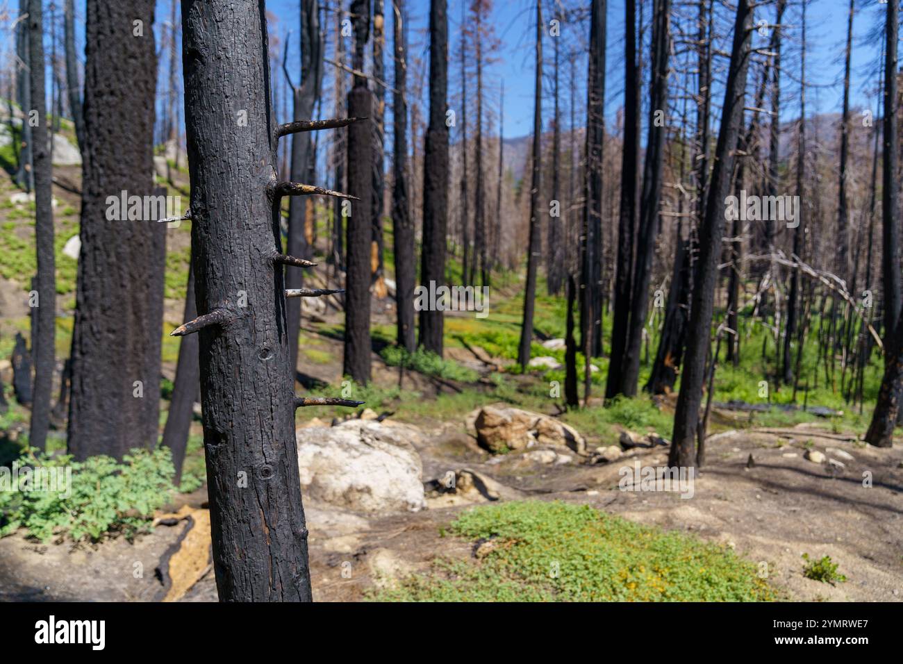 A view of burned trees in a forest. From a recent wildfire in Sequoia ...