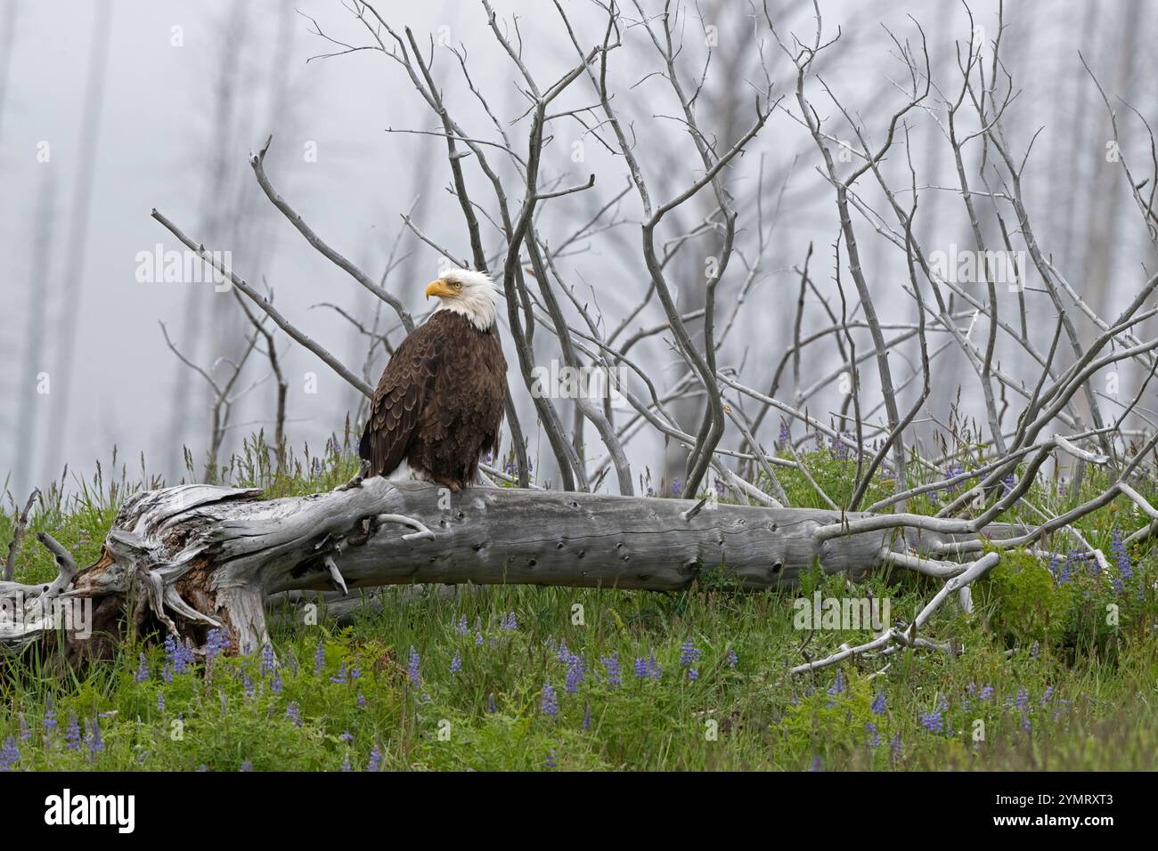 Mature Bald Eagle (Haliaeetus leucocephalus). June in Yellowstone National Park, Wyoming, USA ...