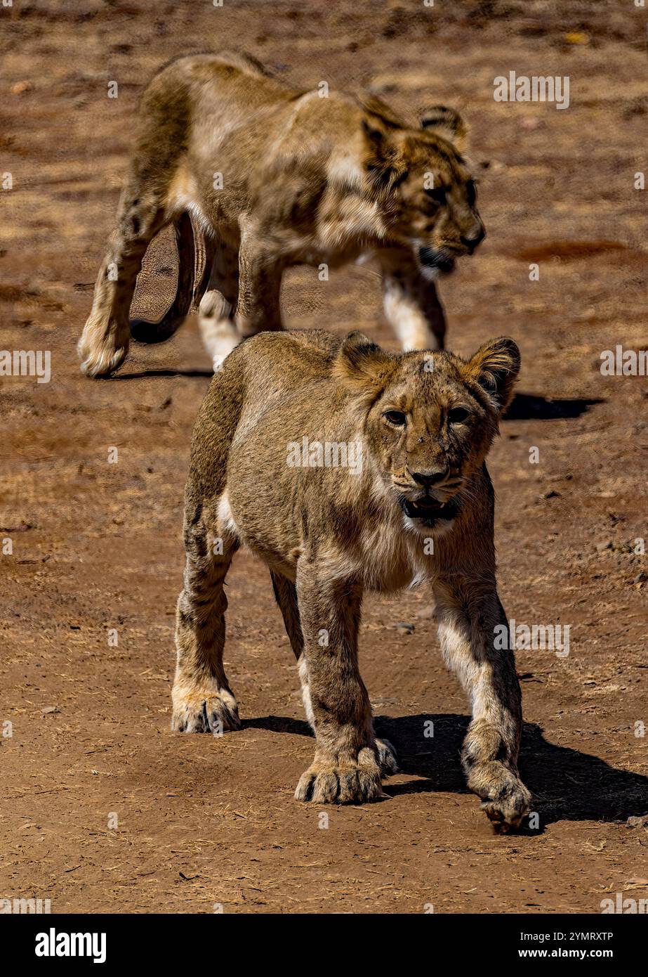 Two young lions stroll through the african savanna, exploring with ...