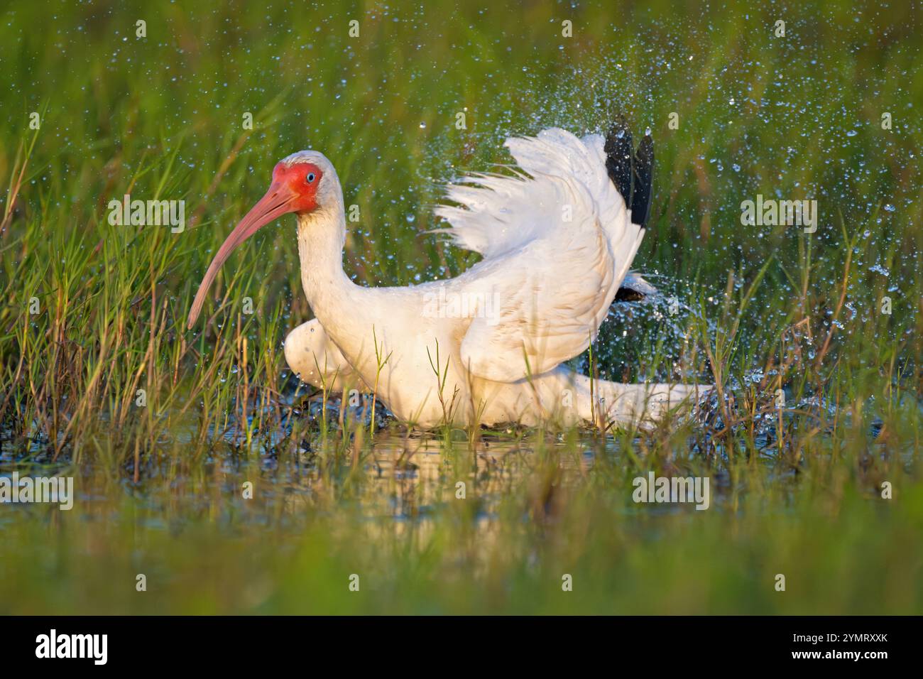 American White Ibis (Eudocimus albus) at sunset. March in Myakka River ...