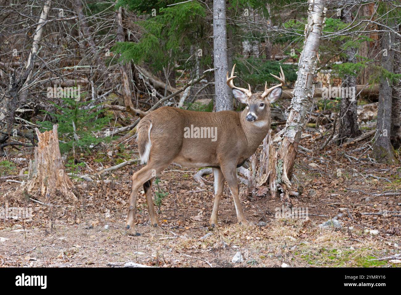 White-tailed Deer (Odocoileus virginianus) Buck during mating season ...